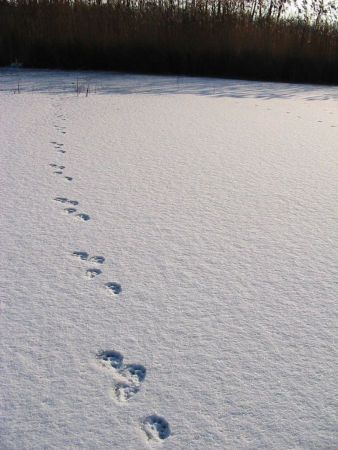 Nature Today | Sneeuwsporen verraden aanwezigheid zoogdieren