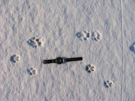Nature Today | Sneeuwsporen verraden aanwezigheid zoogdieren